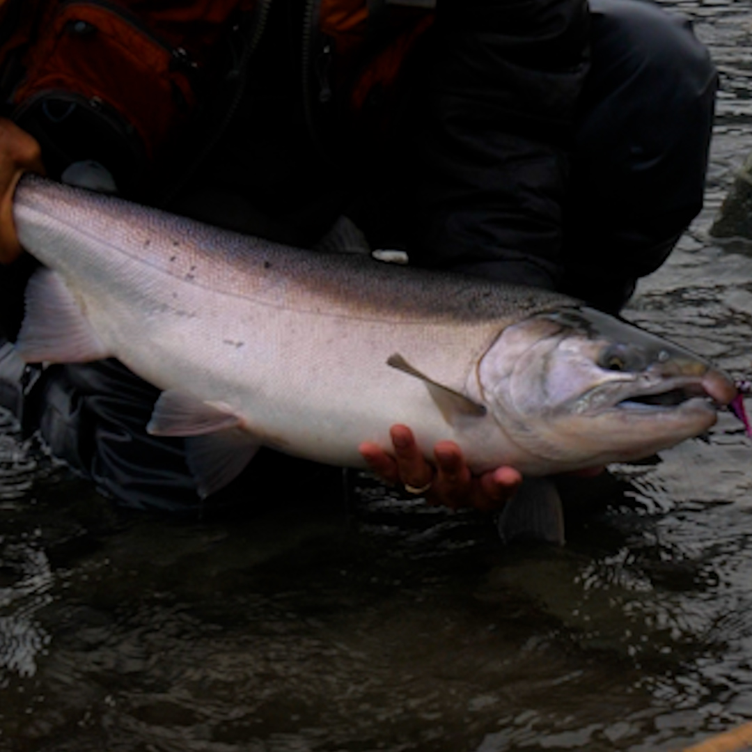 Sport Fishing on the Fly | SFOTF - Home