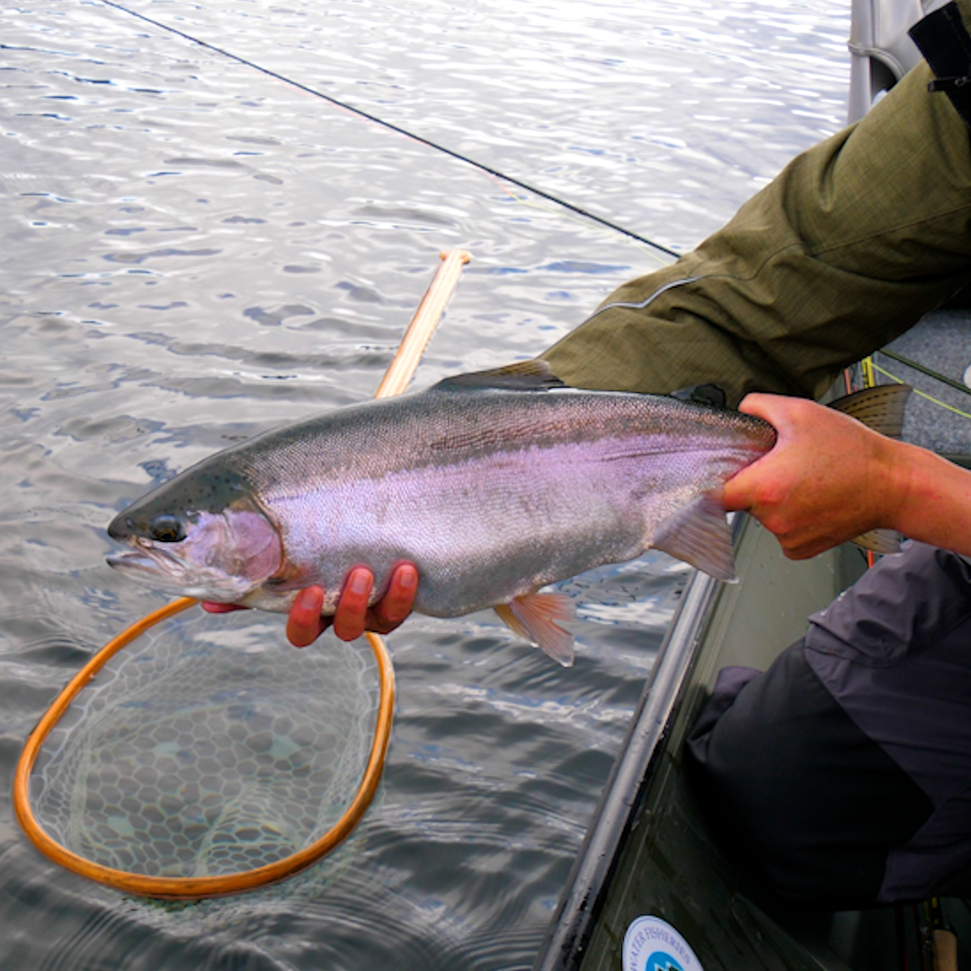 Sport Fishing on the Fly | SFOTF - Home